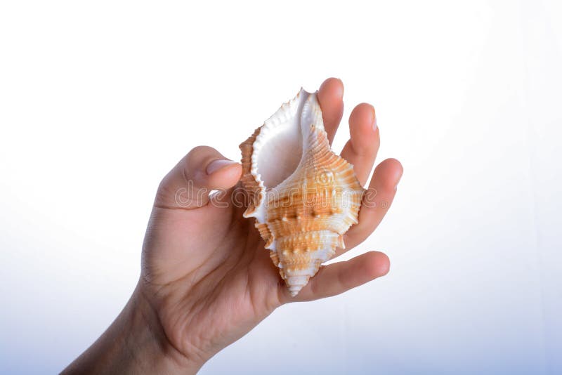 M?o Que Prende Um Escudo Do Mar Imagem de Stock - Imagem de isolado ...