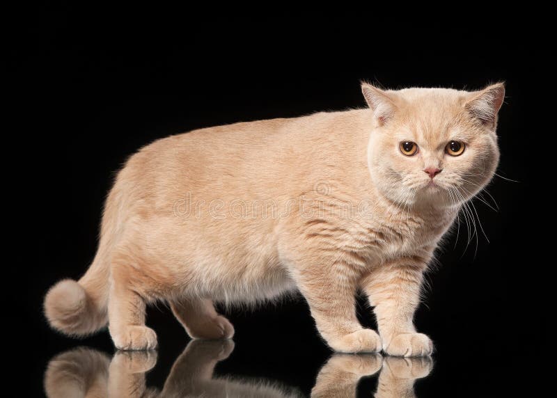 Młody Kremowy Brytyjski Kot Obraz Stock - Obraz złożonej z samiec ...
