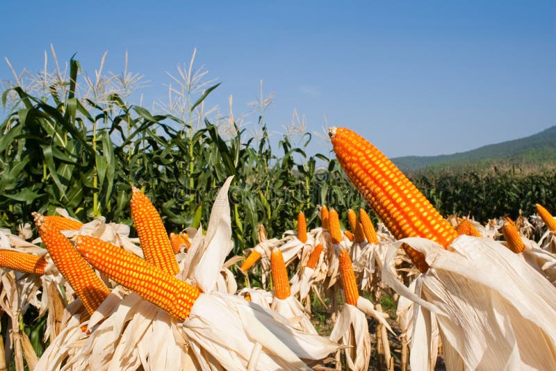 Maíz forrajero imagen de archivo. Imagen de forrajero - 20625619