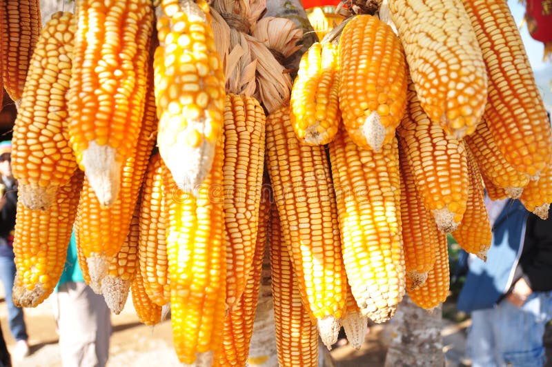 Mazorca De Maíz Seca Colgante Imagen de archivo - Imagen de grano ...