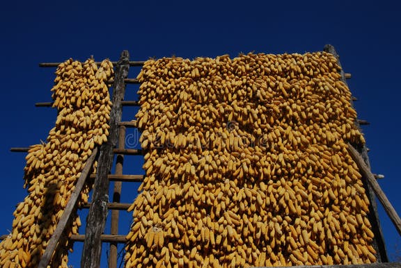Maíz De Sequía En El Sudoeste China Imagen de archivo - Imagen de seco ...