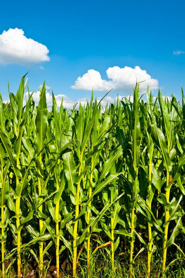 Maíz forrajero foto de archivo. Imagen de nubes, agricultura - 21285202