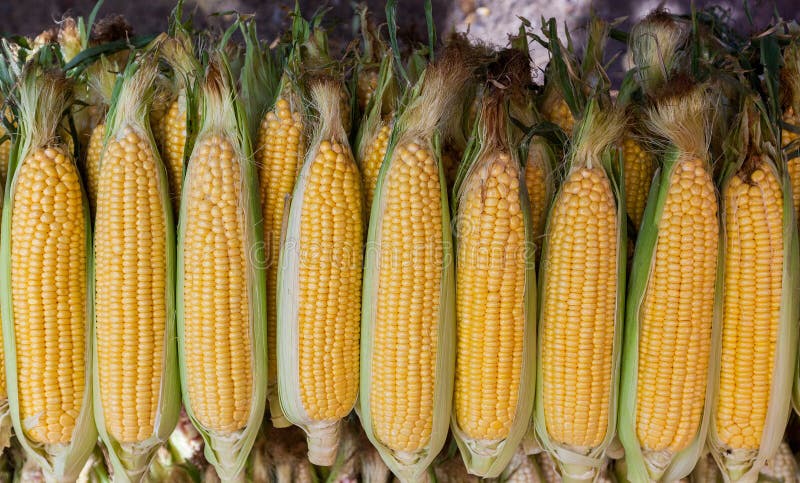 Maíz en la mazorca imagen de archivo. Imagen de materia - 114140455
