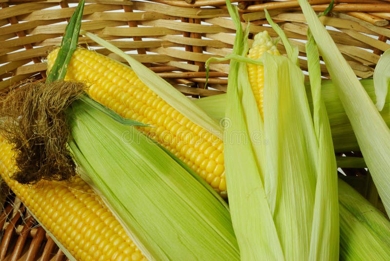 Maíz en mazorca imagen de archivo. Imagen de verde, grano - 15898797
