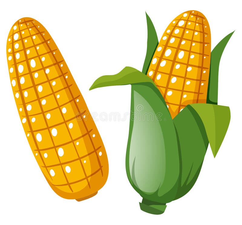 Mazorcas Ilustraciones Stock, Vectores, Y Clipart – (975 Ilustraciones ...