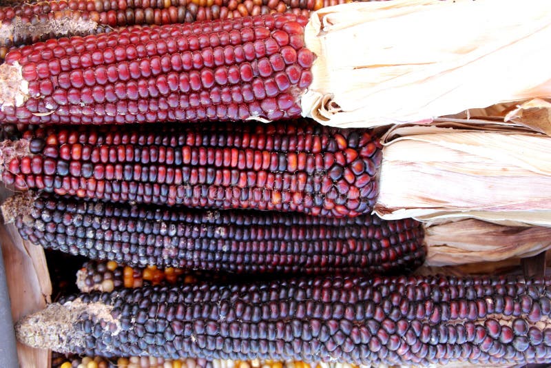 Maíz Indio, Flint Corn, Zea Mayos Var Indurata Imagen de archivo ...