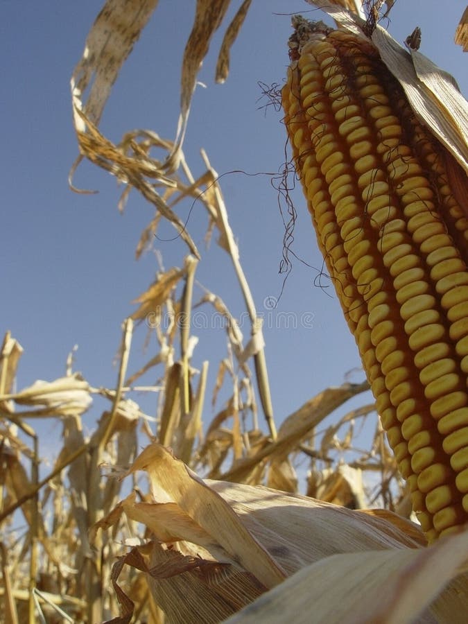 Maíz seco foto de archivo. Imagen de cosecha, cielo, rural - 1462582