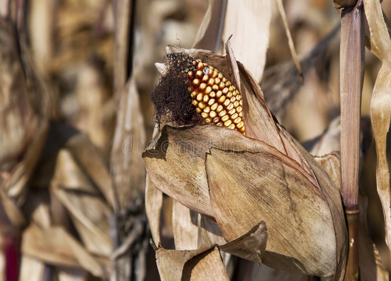 Maíz seco foto de archivo. Imagen de crudo, global, nutritivo - 27438098