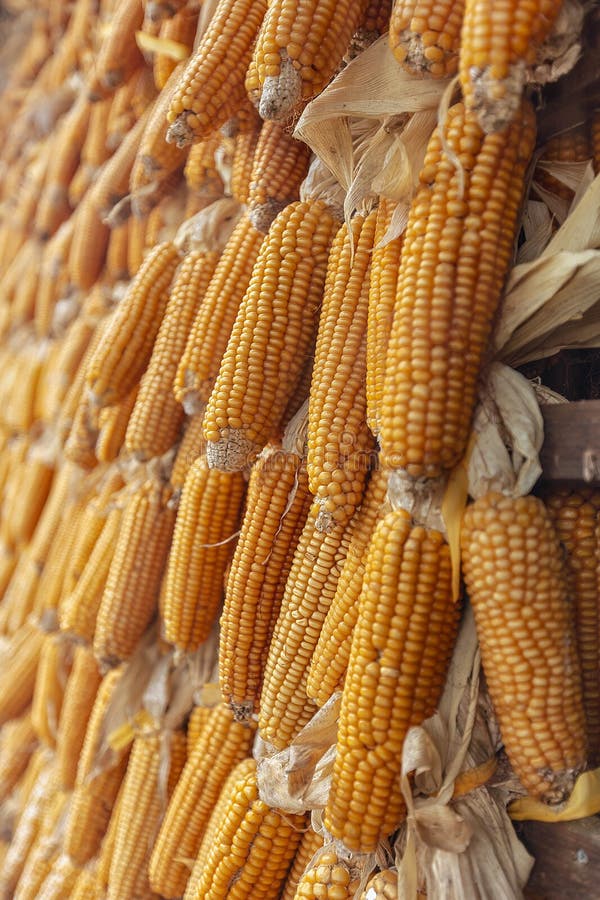 Fila De Colgar La Mazorca De Maíz Seca Imagen de archivo - Imagen de ...