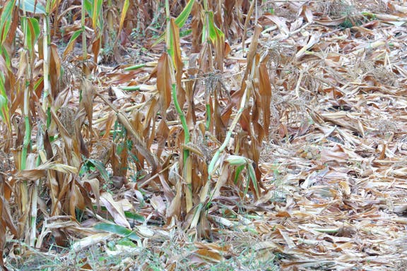 Maíz y sequía imagen de archivo. Imagen de condiciones - 124515603