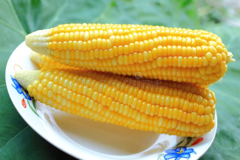 Une Oreille De Maïs Bouilli Aux Grains Jaunes Image stock - Image du ...