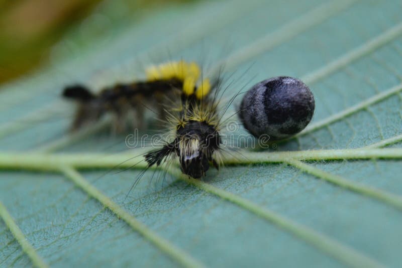 Mała larwa obraz stock. Obraz złożonej z czerń, jajko - 97618301