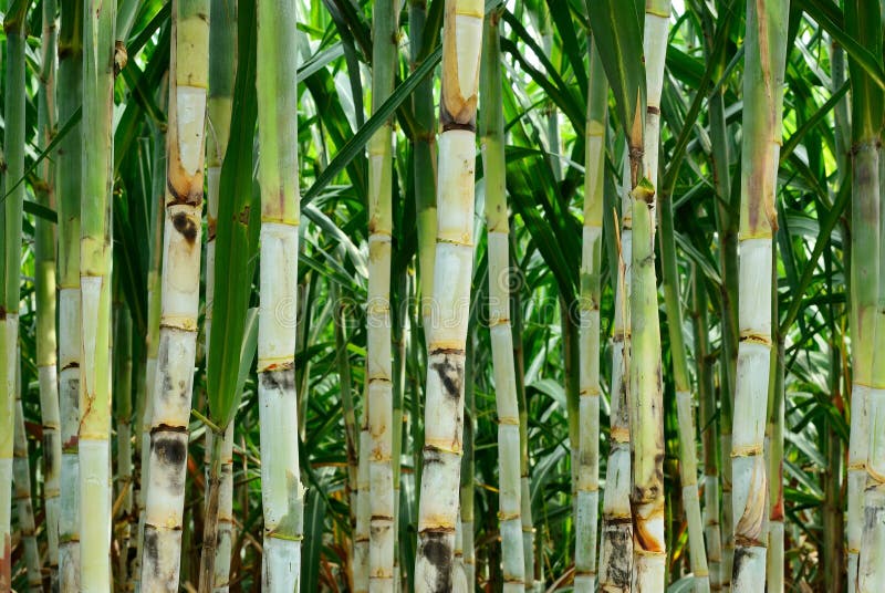 Trzciny trawy cukier obraz stock. Image of natura, uprawy - 20370733