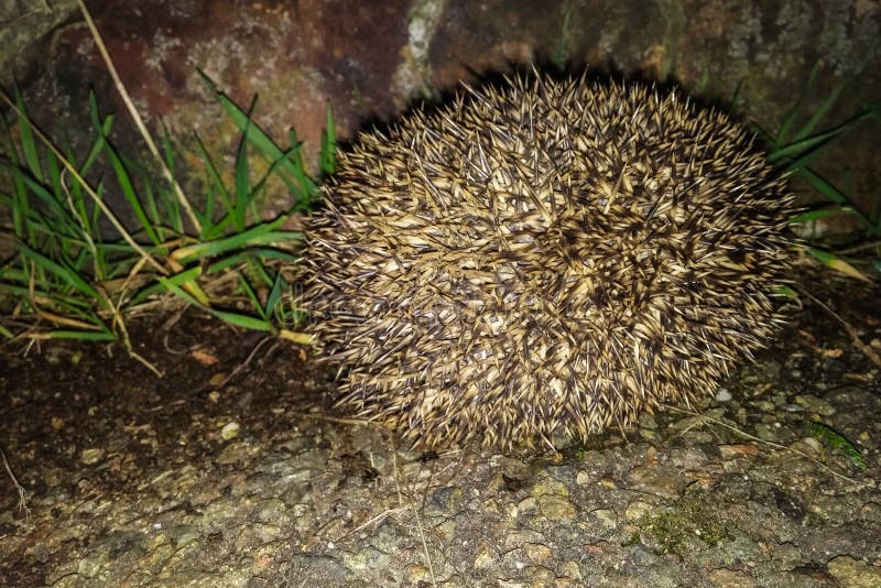 Mały jeż przy nocą obraz stock. Obraz złożonej z park - 70820321