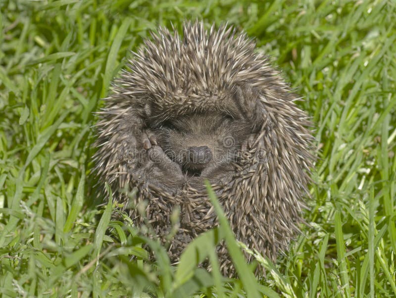 Jeż mały zdjęcie stock. Obraz złożonej z mały, jeż - 15537828