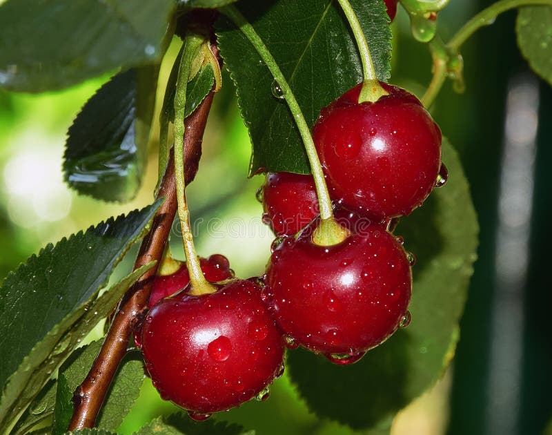 Cerise sur l'arbre image stock. Image du arbre, cerise - 81326447