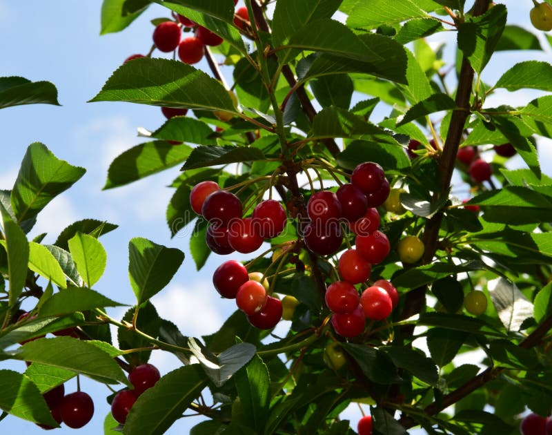 Cerise sur l'arbre image stock. Image du arbre, cerise - 81326447