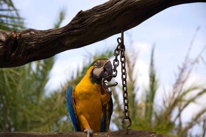 490 Core Bird Stock Photos - Free & Royalty-Free Stock Photos from ...