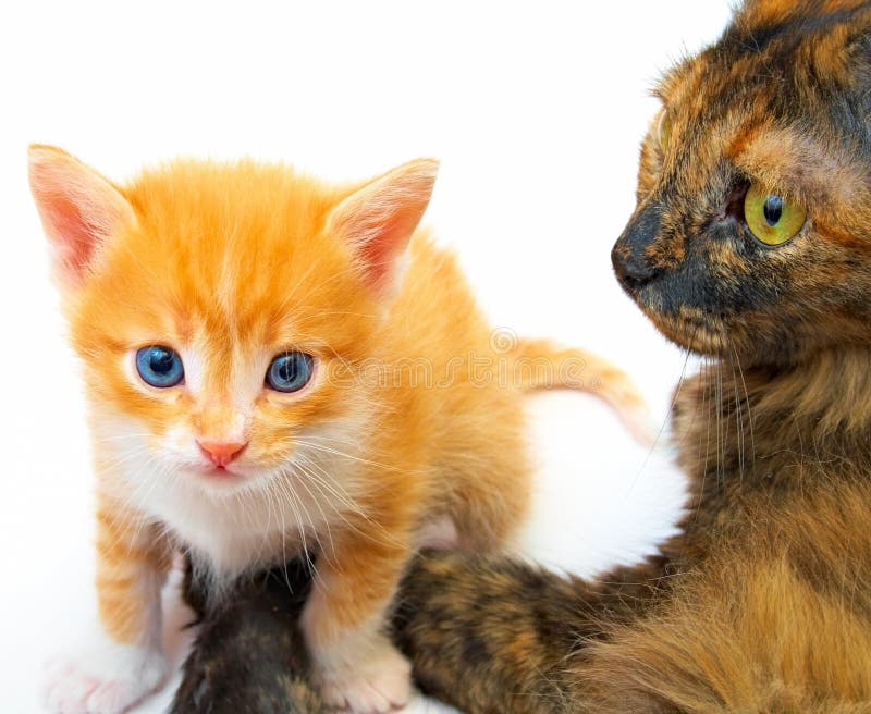 Ma with kitten stock photo. Image of fluffy, color, feline - 13161280