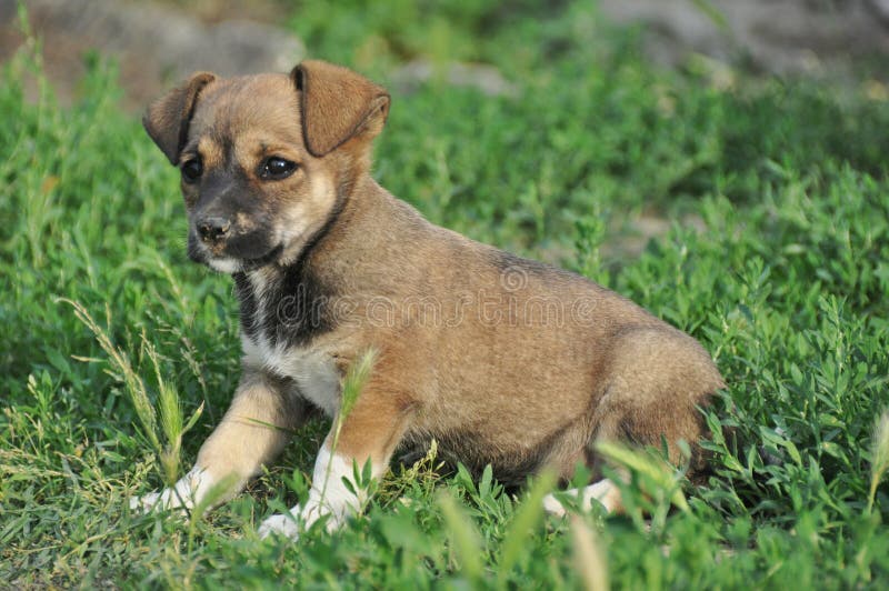 Mały piesek zdjęcie stock. Obraz złożonej z przód, kieł - 55781296