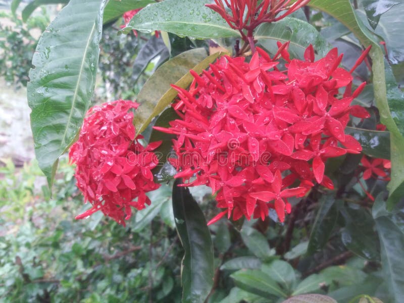 Maa rathmal stock image. Image of beautiful, rathmal - 127555765