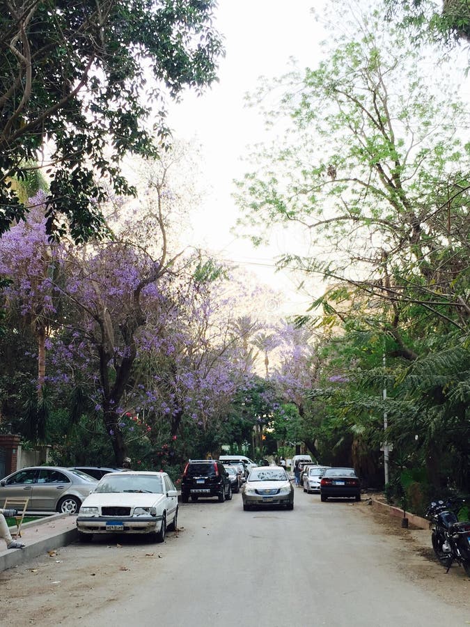 Maadi Streets Stock Photos - Free & Royalty-Free Stock Photos from ...