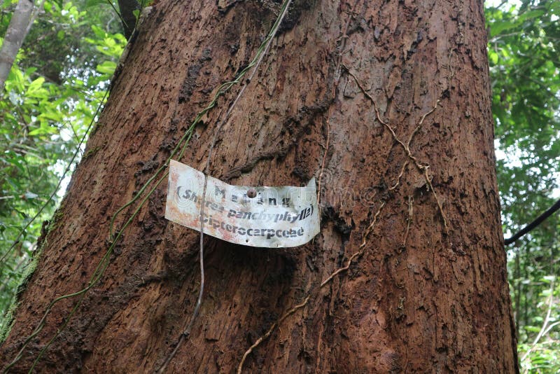 Mabang Tree Stock Photos - Free & Royalty-Free Stock Photos from Dreamstime