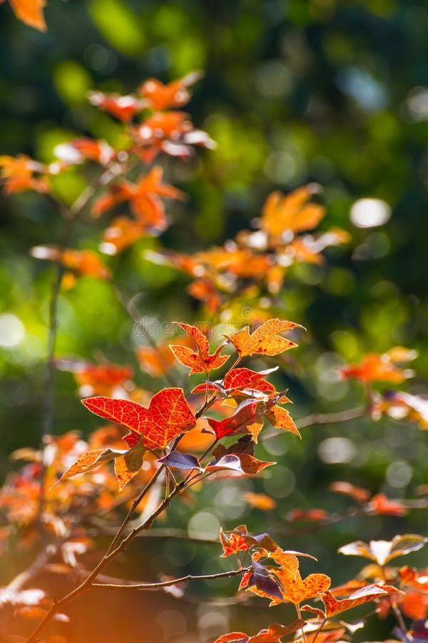 Mable Leaf Red in the Nature Stock Photo - Image of garden, gold: 36028996