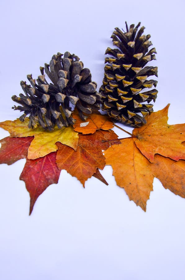 Mable Leaves and Pine Balls Isolate on White Background Stock Photo ...