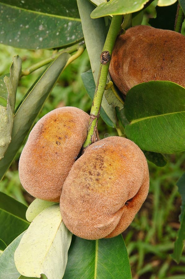 Mabolo Velvet Apple Fruits Stock Photos - Image: 26248863