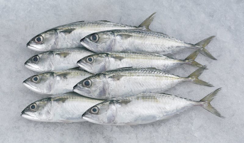 Mabong fish stock illustration. Illustration of length - 13612926