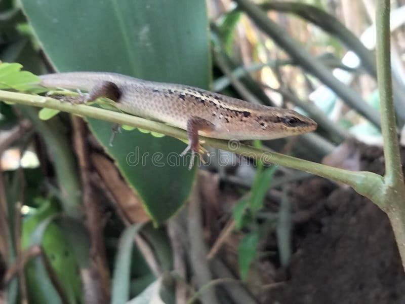 Mabuya stock image. Image of amphibian, nature, snake - 250131939