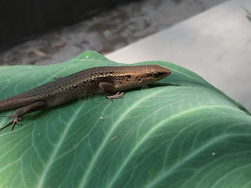 Mabuya stock photo. Image of mabuya, insect, green, frog - 250131954