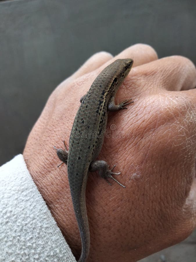 Mabuya stock photo. Image of animal, limb, nail, head - 250132094