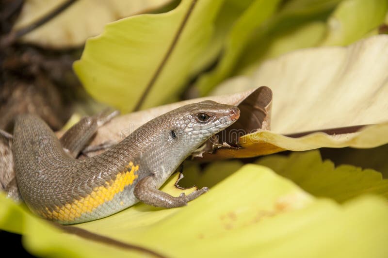 Mabuya multifasciata stock image. Image of bali, animal - 22827147