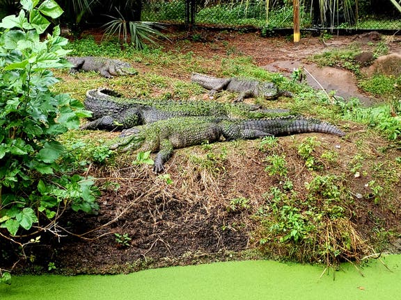 Mac Daddy Gator stock image. Image of chilling, gator - 133314847