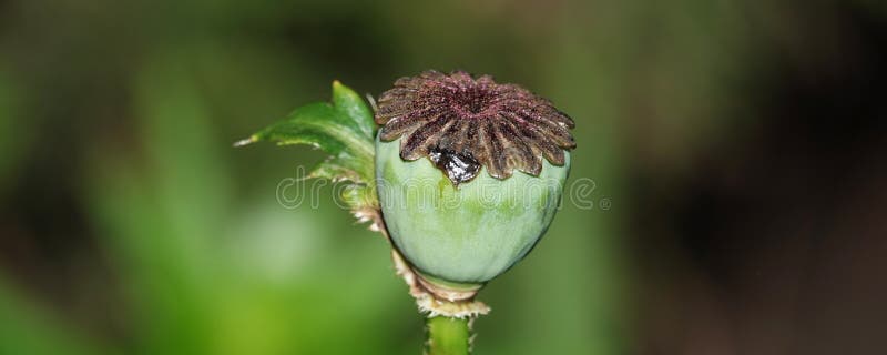 Maca flower bud stock photo. Image of garden, field - 250900870
