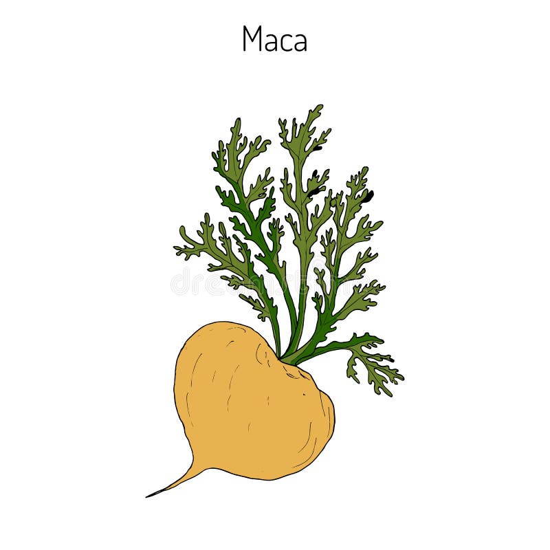 Maca Lepidium Meyenii Peruvian Superfood. Stock Vector - Illustration ...