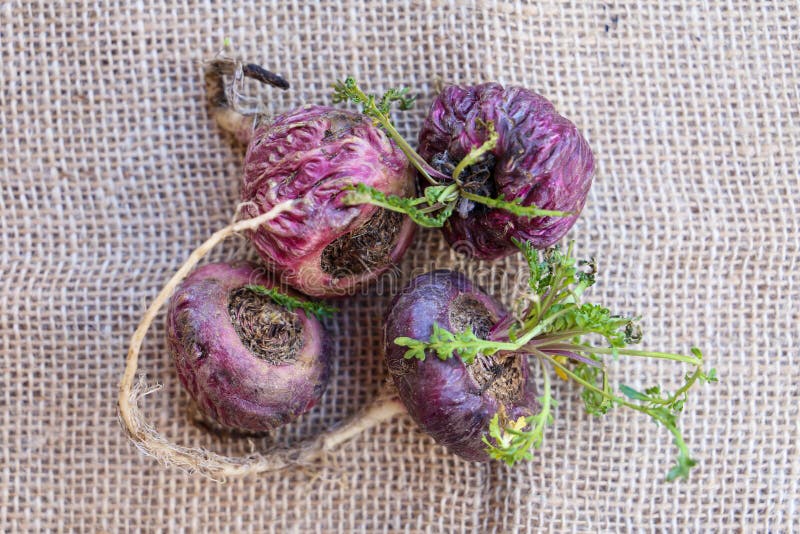 Maca. Peruvian Root for Vitality, Energy and Healty Stock Photo - Image ...