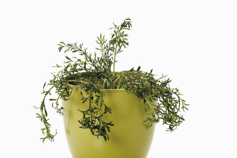 Maca plant stock photo. Image of plant, ingredient, flowerpot - 50476182