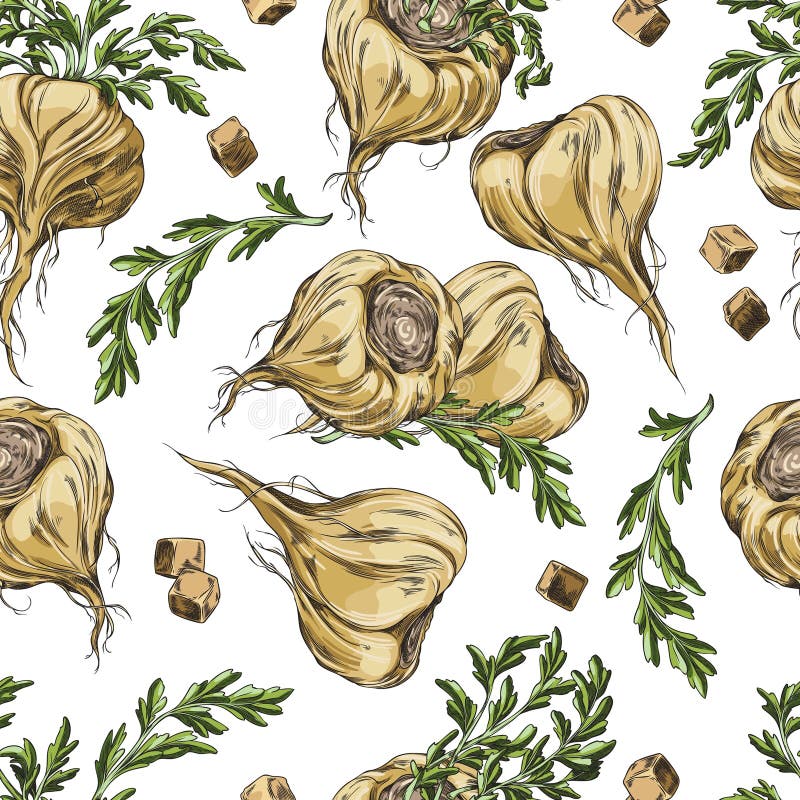 Maca Root in Brown Peel with Leaves Sketch, Seamless Pattern Vector ...