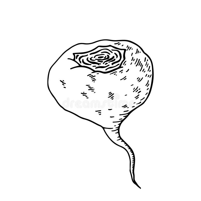 Maca Root Drawing Stock Illustrations – 44 Maca Root Drawing Stock ...