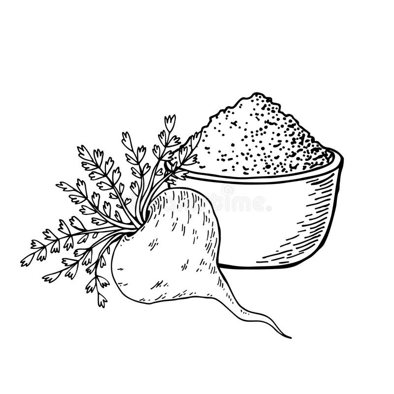 Maca Root Drawing Stock Illustrations – 63 Maca Root Drawing Stock ...
