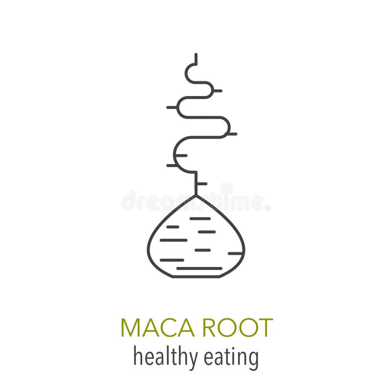 Maca Root. Vector Line Icon Stock Vector - Illustration of maca ...