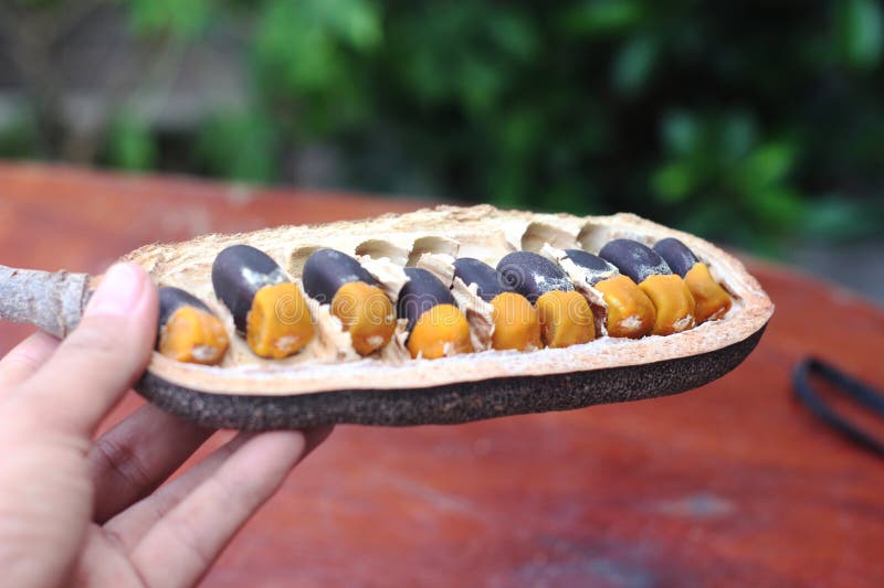 Maca Seeds are in the Pods. Stock Photo - Image of breakfast ...