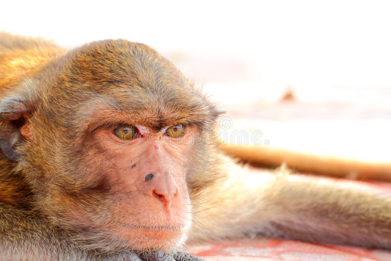 Macaca fascicularis stock image. Image of expression - 24002483