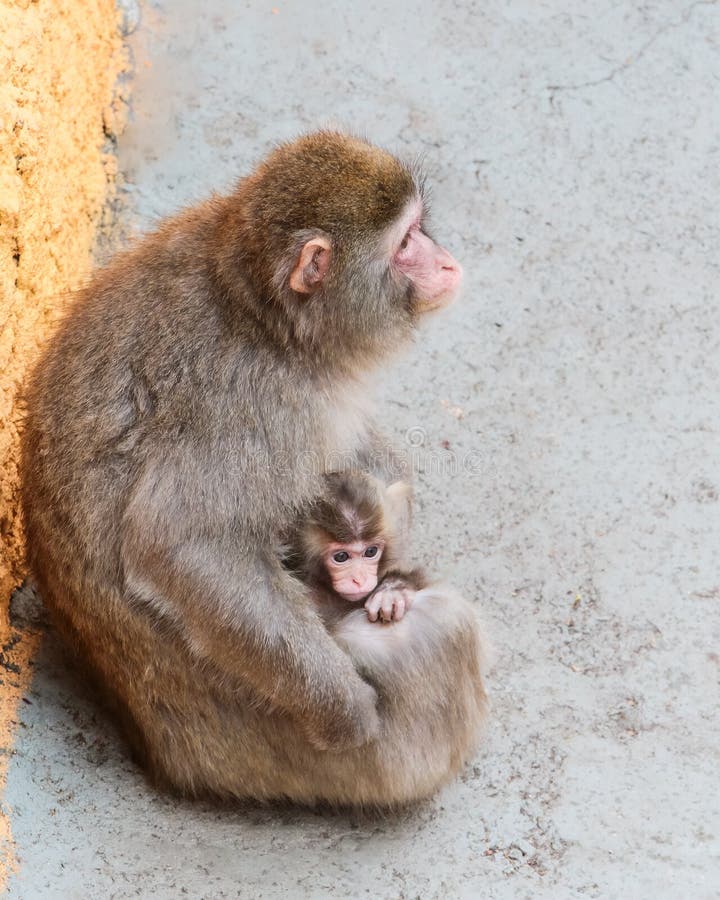 Macaca fuscata stock image. Image of high, green, japanese - 53517189
