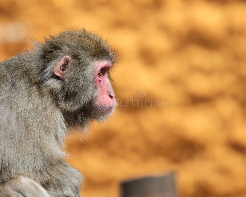 Macaca fuscata stock image. Image of high, green, japanese - 53517189