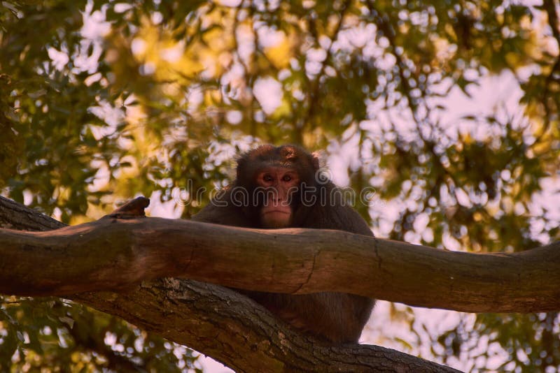 Macaca Fuscata Maque Japanese Sitzend Im Baum Stockfoto - Bild von ...