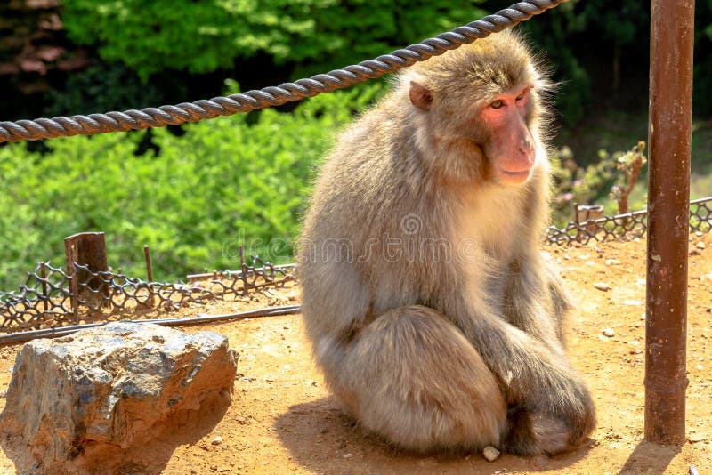 Macaca Fuscata Monkey Meditating Stock Image - Image of sitting ...